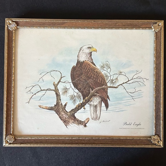 Vintage | Wall Decor | Vintage American Bald Eagle Framed Print | Poshmark